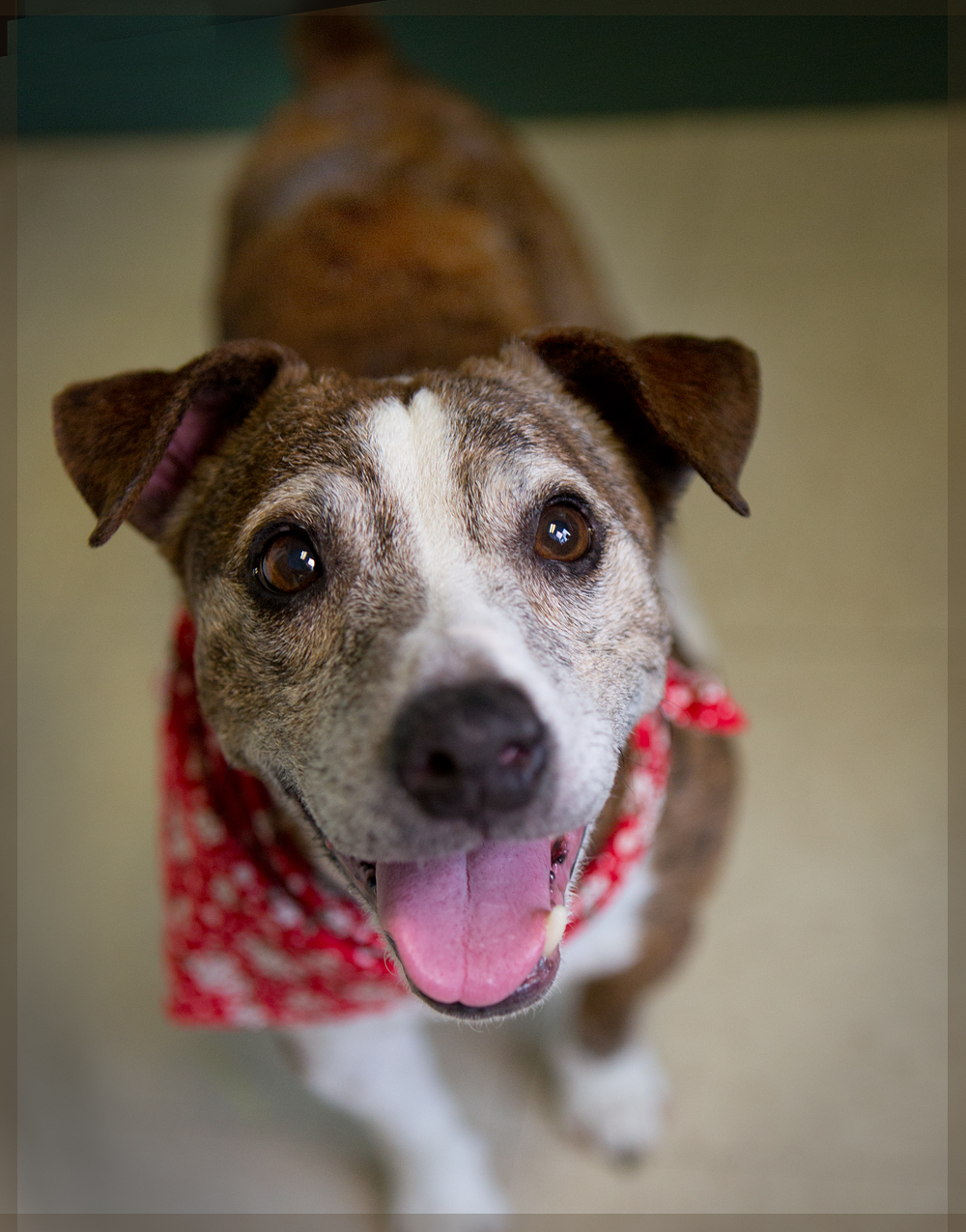 Shelter Dogs of Portland: "RUSTLER" fun Jack Russell Terrier mix