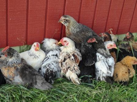 theArtisticFarmer: Chicken Update...