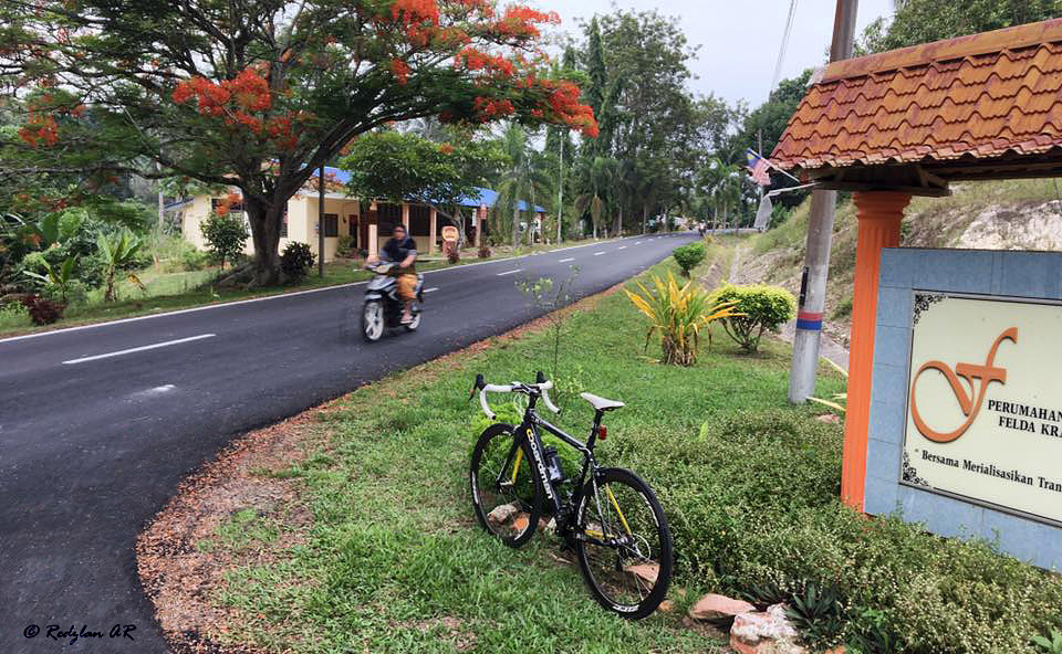 Raub Mountain / Road Cyclist: Flame of the Forest at Felda Krau 1