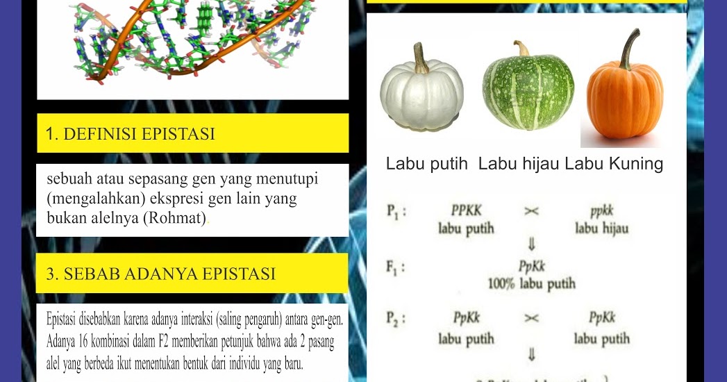 Pola-Pola Hereditas: contoh contoh poster ilmiah materi genetika