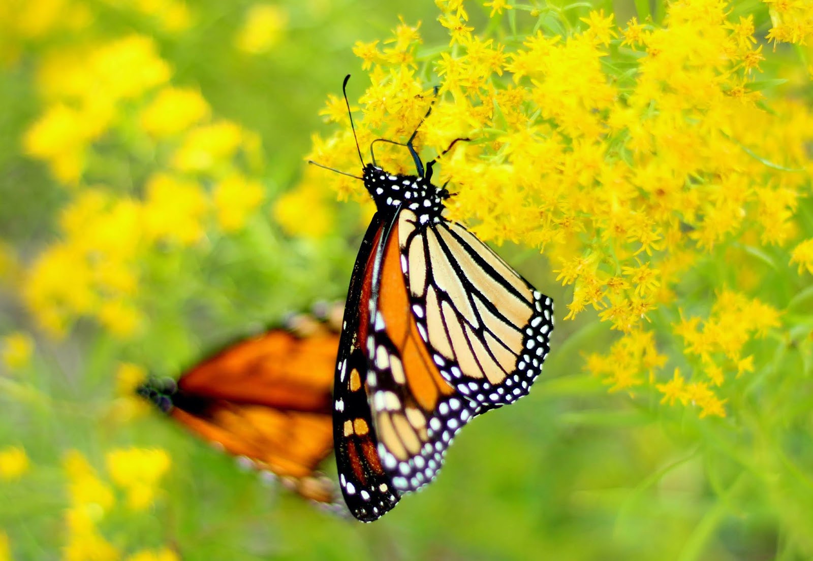 eScienceCommons: Butterfly genomics: Monarchs fly differently, but meet ...