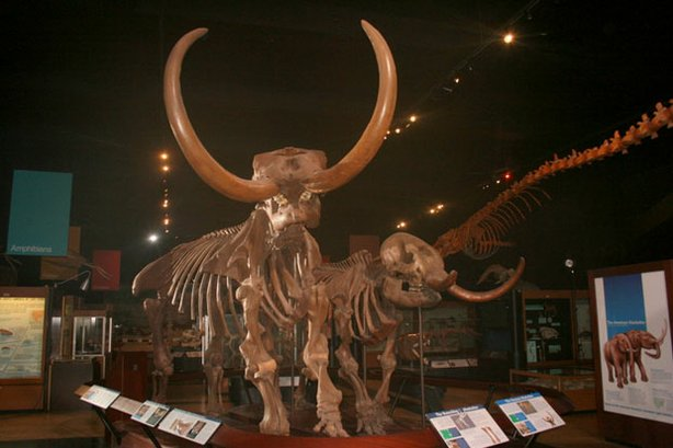 My Michigan: The stories behind Michigan's state symbols, Part II