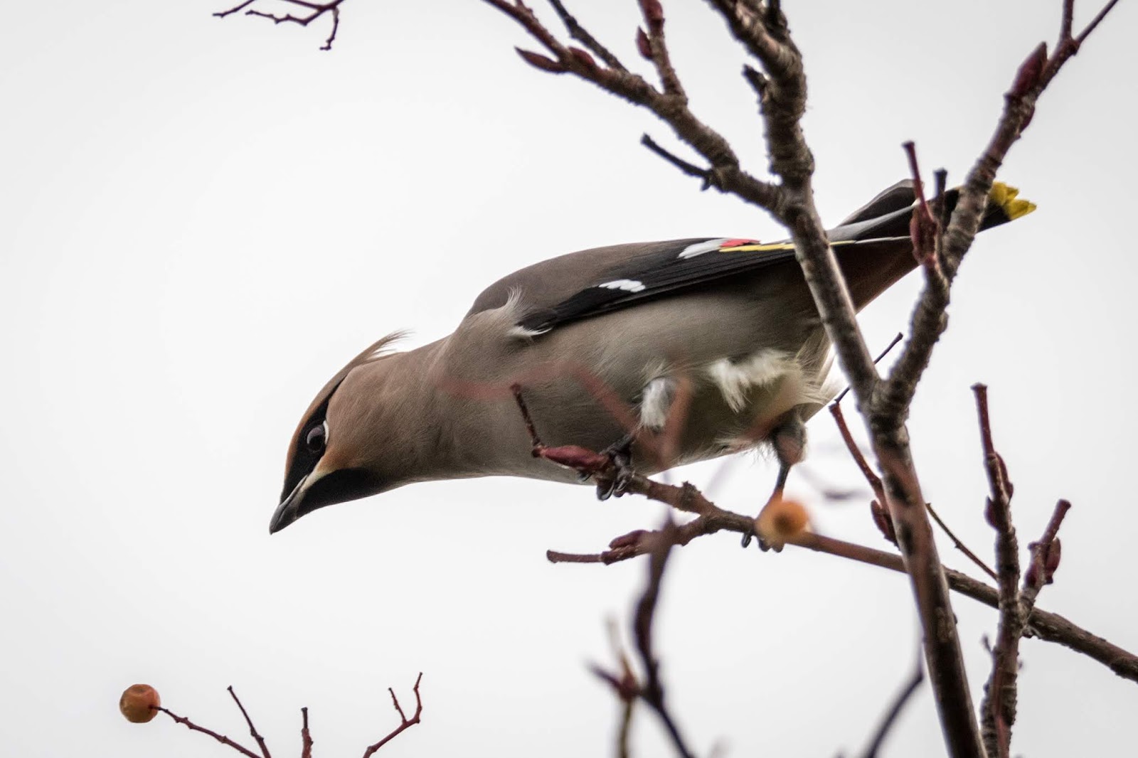 TrogTrogBlog: Bird of the week - Waxwing