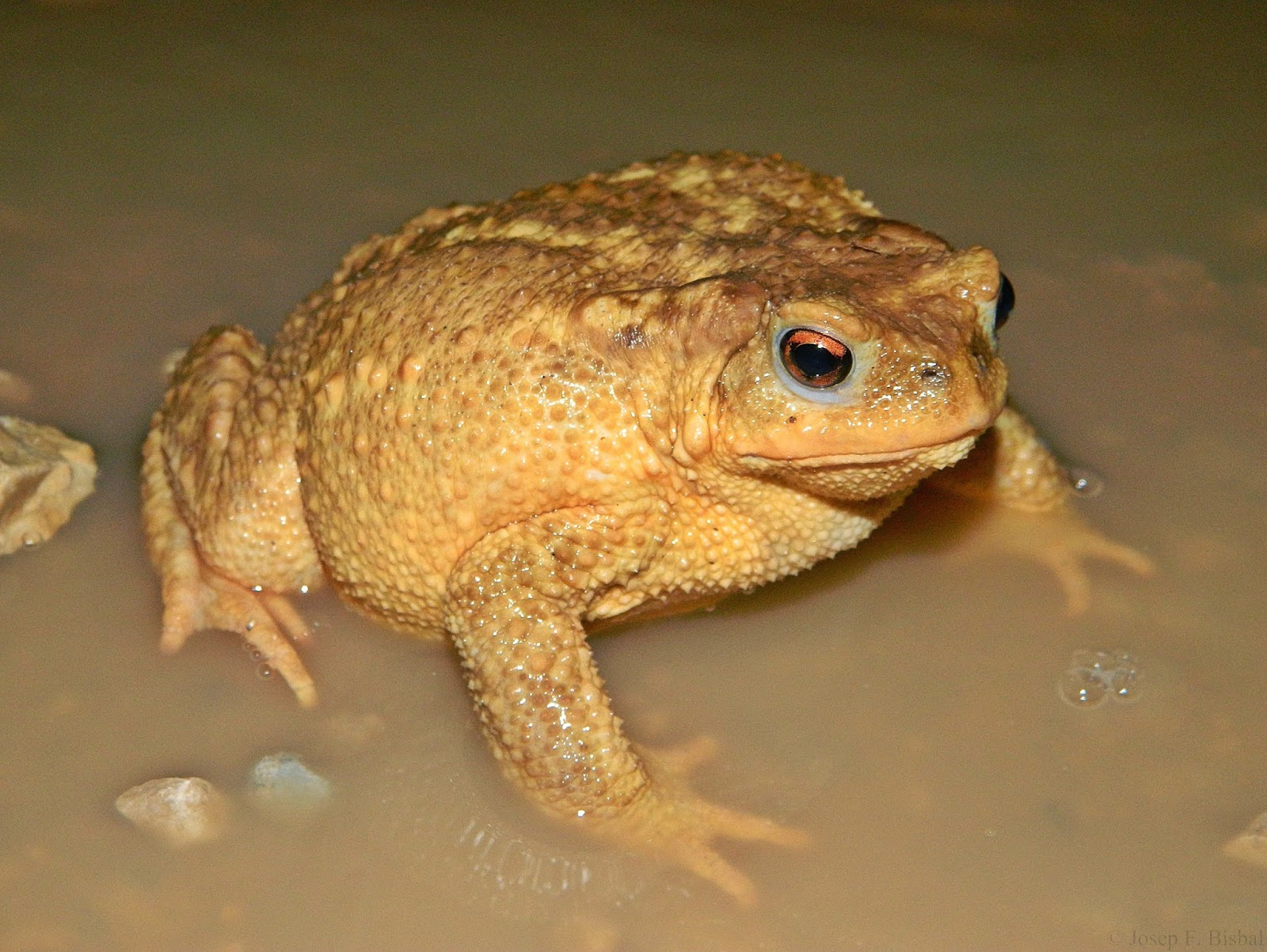 (Paleo-)Herpetología: Bufo spinosus - Sapo común ibérico