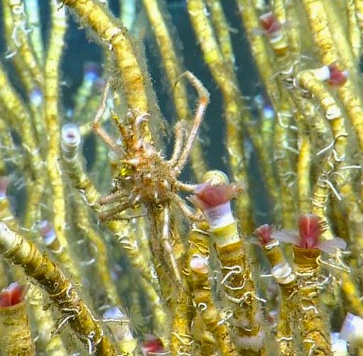 Grymvald Gazetteer: Flora & Fauna Friday - Brine Pools and Methane Seeps