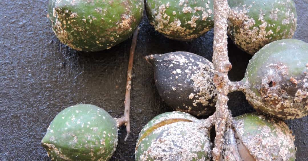 โรคและแมลง ศัตรูแมคคาเดเมีย