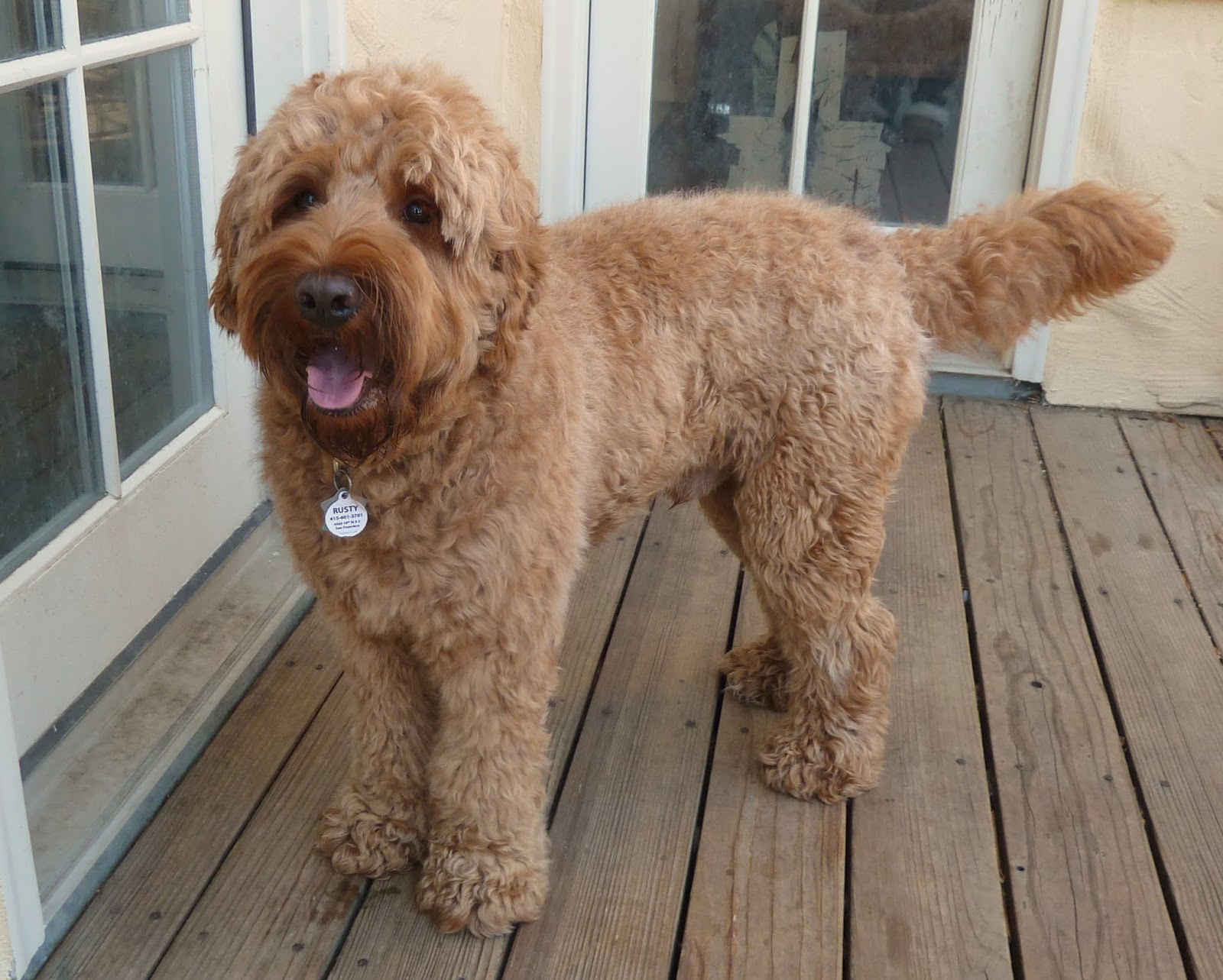 Golden Gate Labradoodles: Authentic Australian Labradoodles