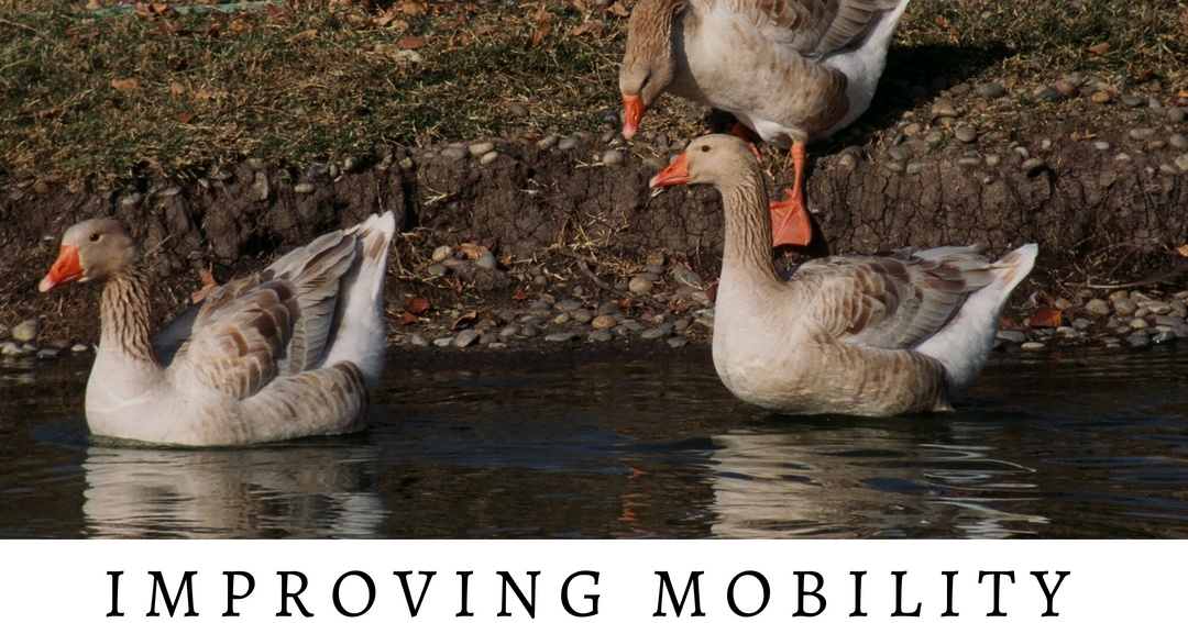 Metzer Farms Duck and Goose Blog: Improving Mobility in Older Geese