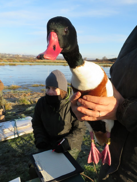 Axe Estuary Ringing Group: End of year duck catch