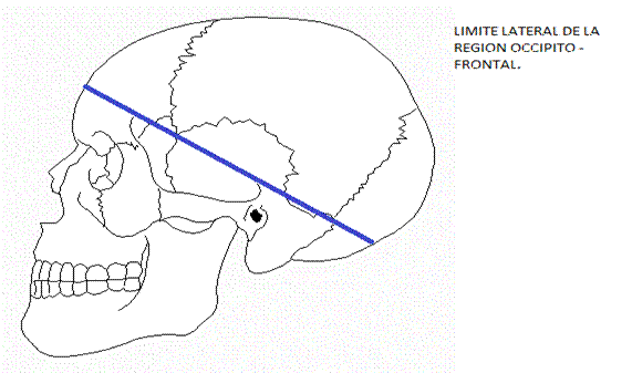 Tutorial Anatomía Cabeza y Cuello: Region Occipitofrontal