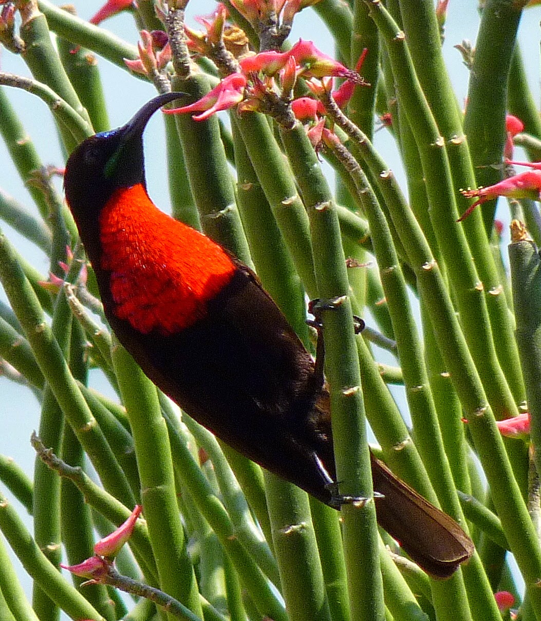 Birding For Pleasure: SATURDAY CRITTERS - Birds at Lake Malawi
