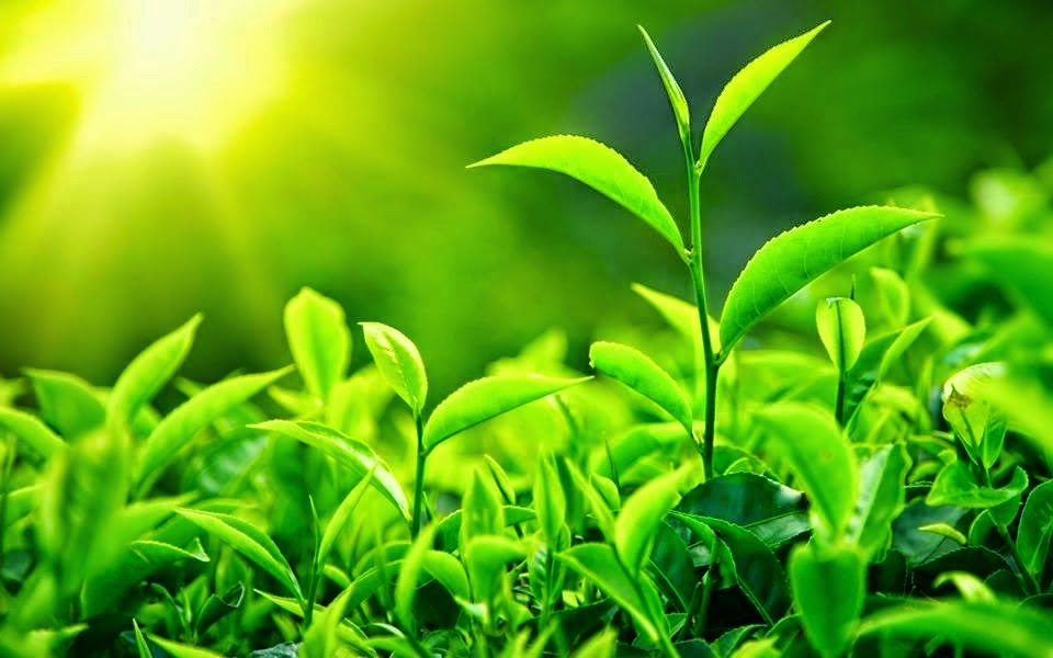 Spesies Tumbuhan - Homecare24