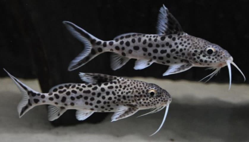 9 Jenis Ikan Sapu Sapu Hias Yang Beken Untuk Menghiasi Aquarium