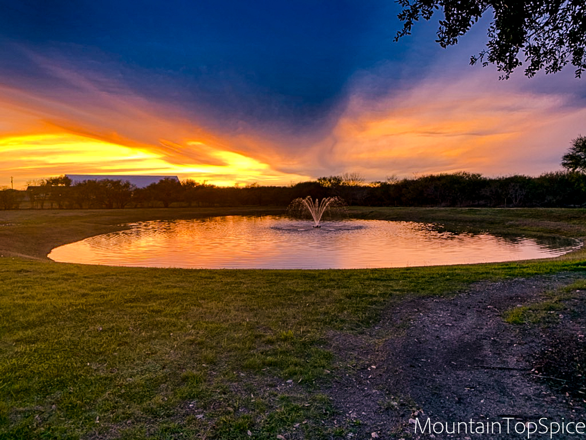 February's Winter Sunshine | Mountain Top Spice
