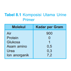 Proses Pembentukan Urine - Kantong Ilmu