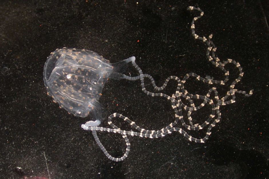 Irukandji Jellyfish Sting