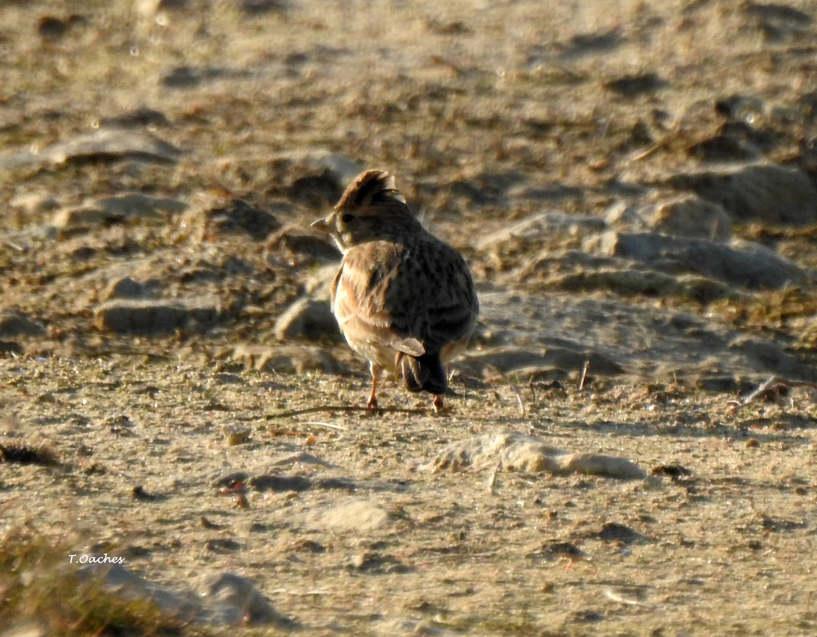 PASARI DIN ROMANIA: CIOCARLIE MICA, Calandrella rufescens