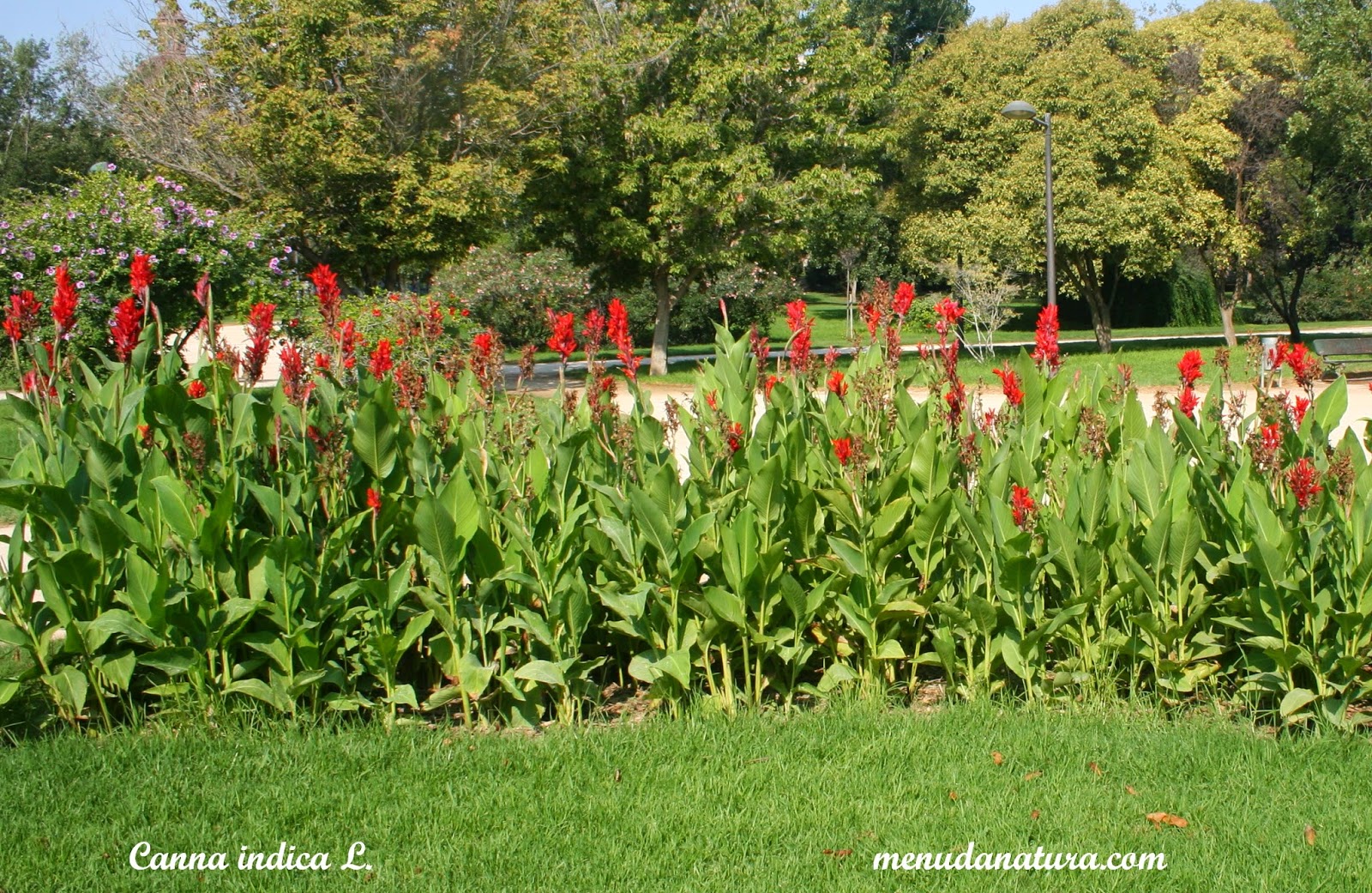 El Jardí de Menuda Natura: Canna. Canya d’Índia