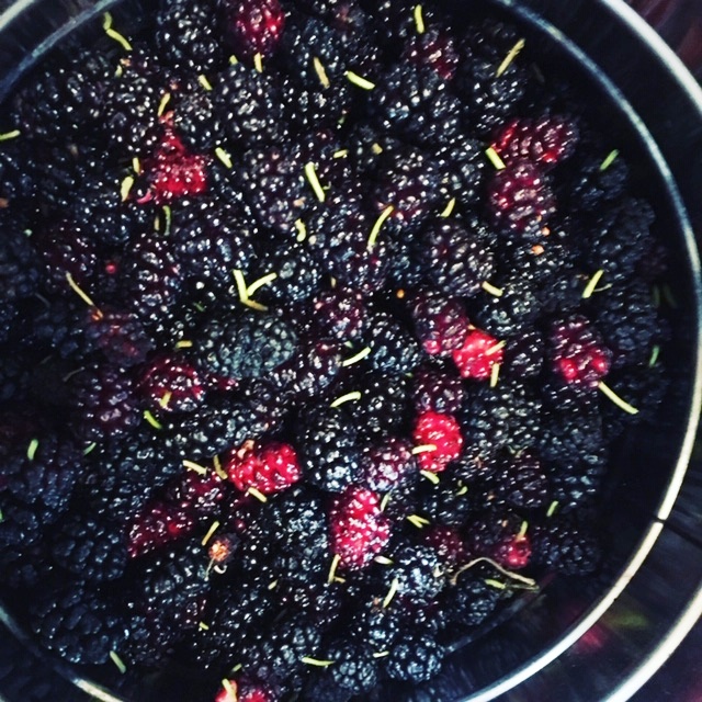 The Essential Herbal Blog: Mulberry Clafoutis