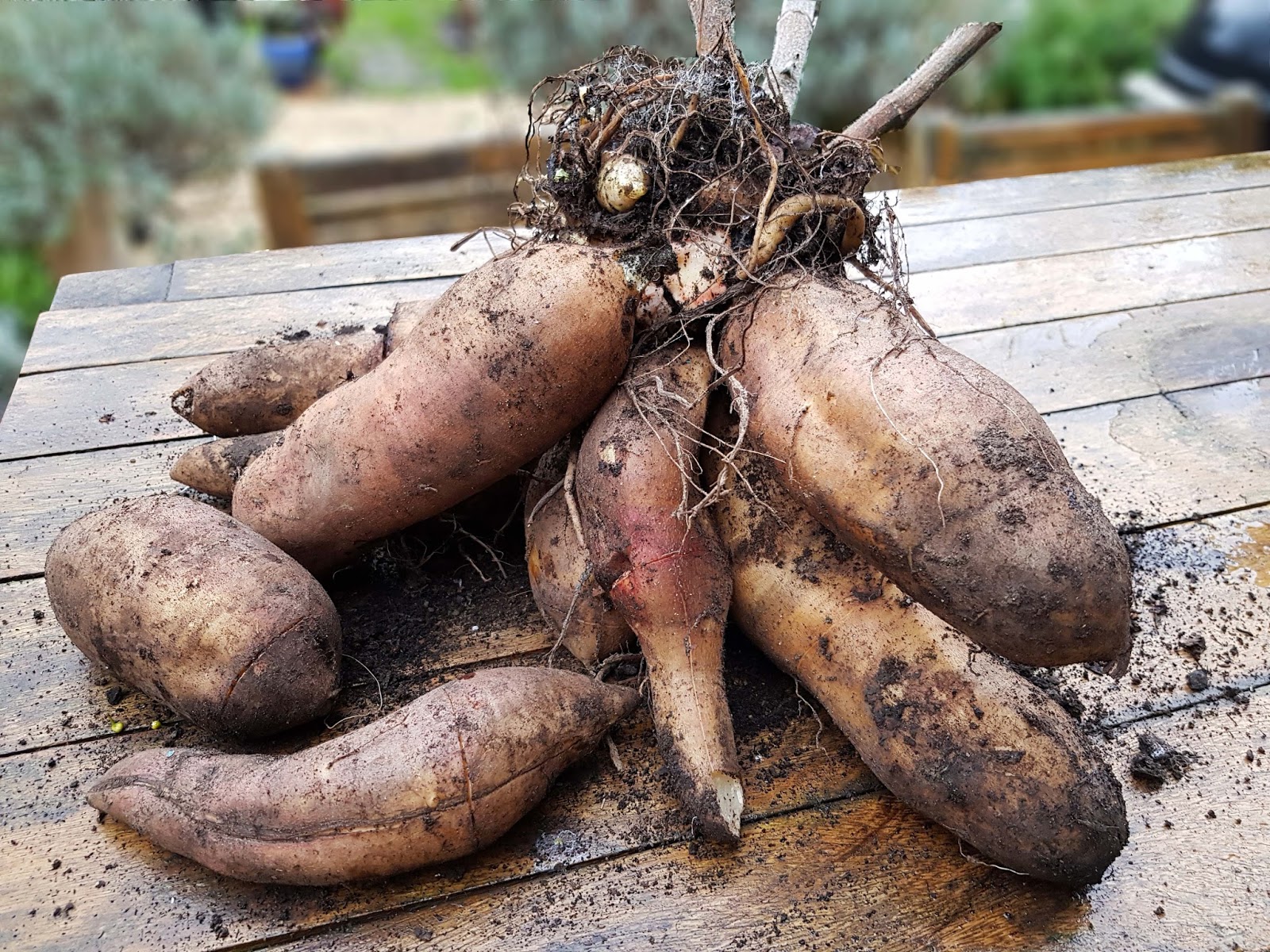 Gourmet Gardening: Taming the Yacon monster