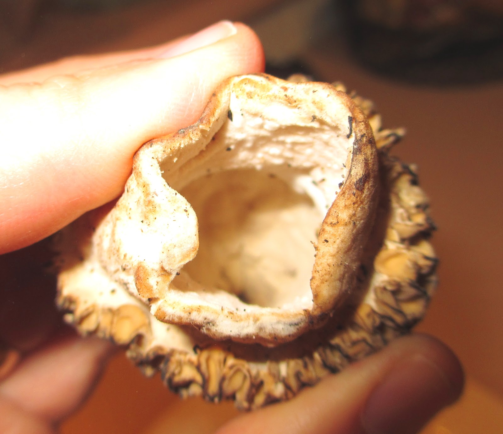 Cannundrums: Morel Mushrooms