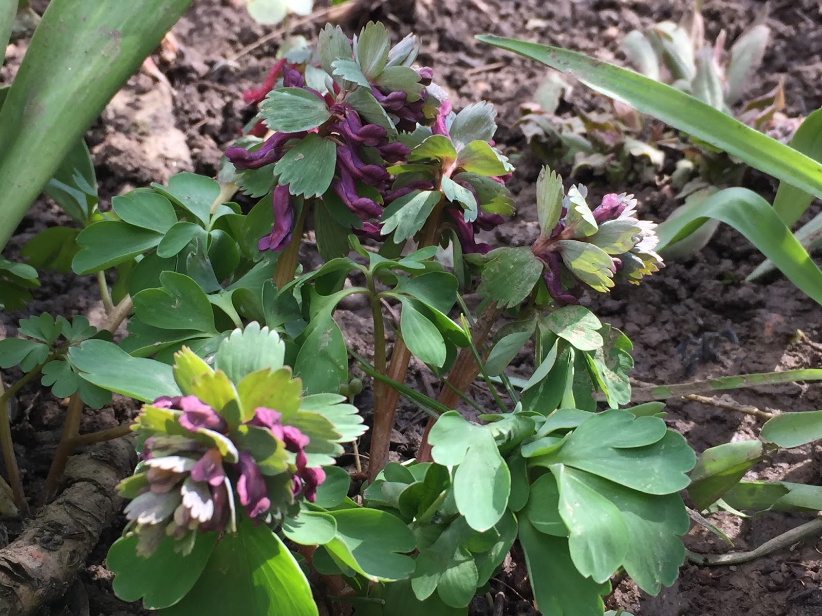 Time in the garden: Ce se mai întâmplă prin colțișorul de pădure
