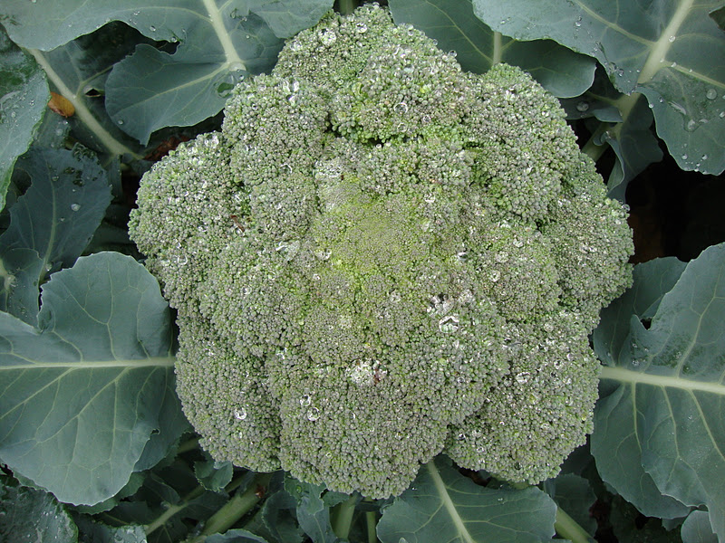 Where Plants Rule: Worthy of Broccoli