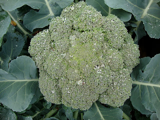 Where Plants Rule: Worthy of Broccoli