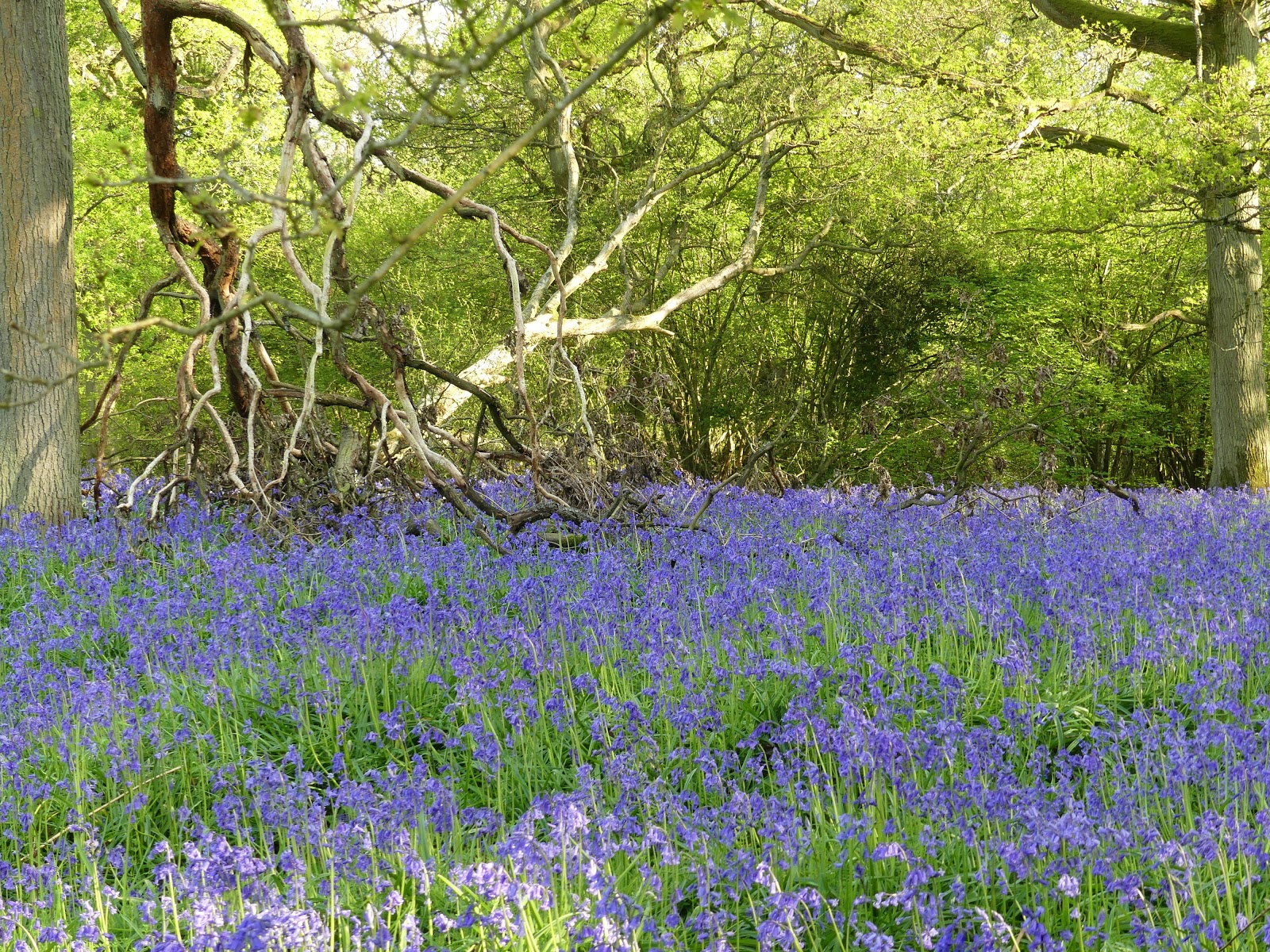 Ragged Robin's Nature Notes: Ryton Woods - in search of Bluebells