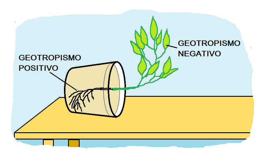 Geotropismo Ejemplos