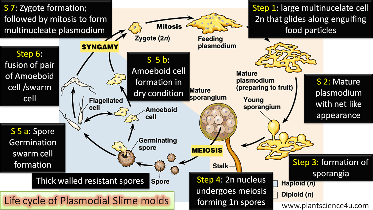 Slime Mold Labeled Diagram