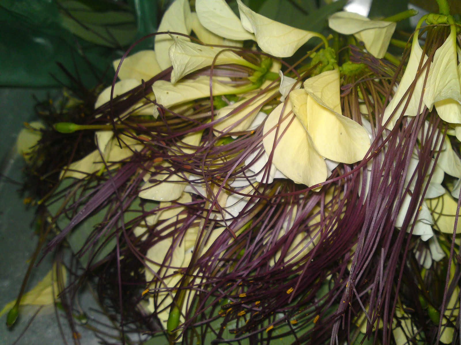 DARI DAPUR ORANG KAMPUNG: JERUK BUNGA DALA