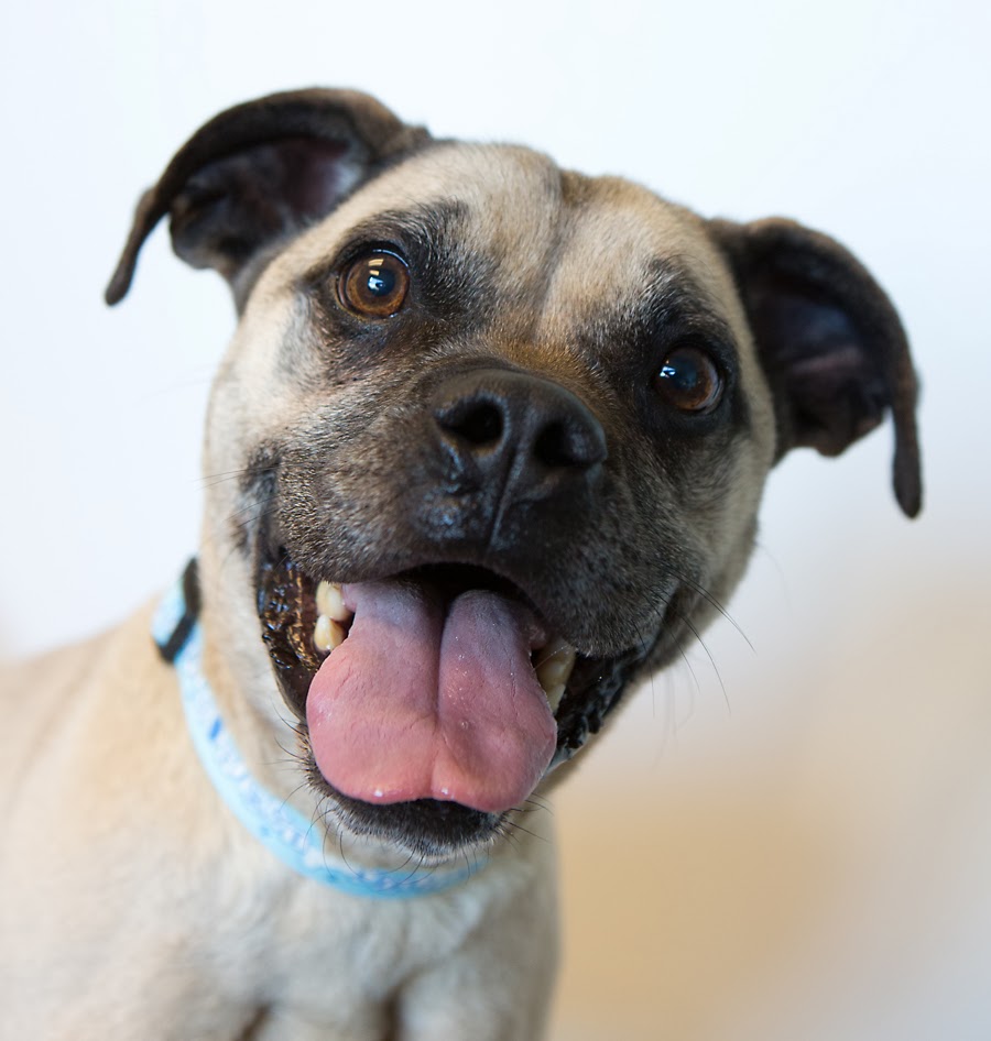 Shelter Dogs of Portland: "DEXTER" cute, energetic, goofy Boxer/Pug!