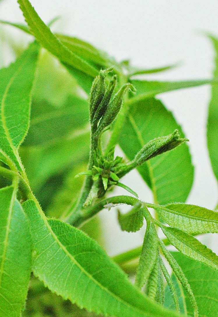 Northern Pecans: Pecan pollination season has started