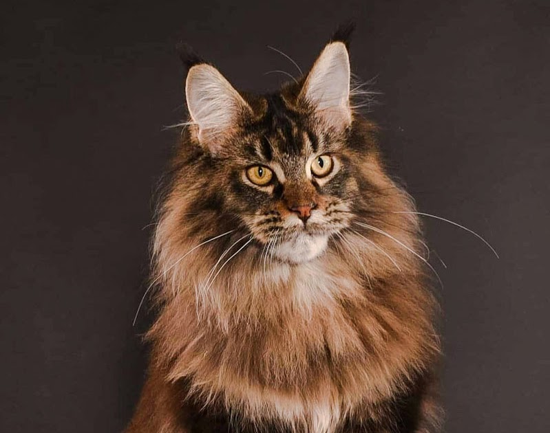 Maine Coon cat names that connect with the state of Maine