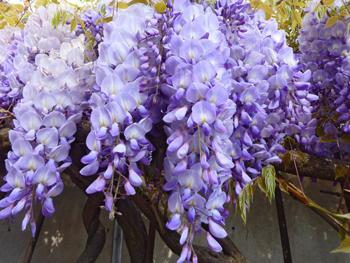 sta fiorendo il GLICINE