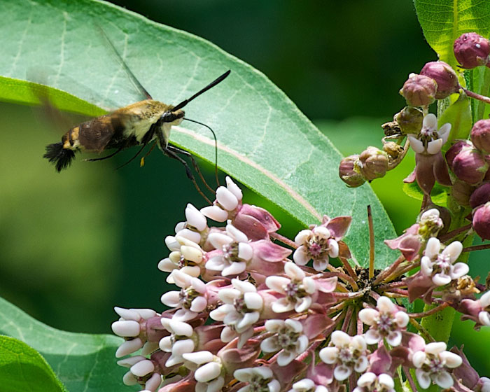 Red and the Peanut: Snowberry Clearwing Hummingbird Moth (Hemaris diffinis)