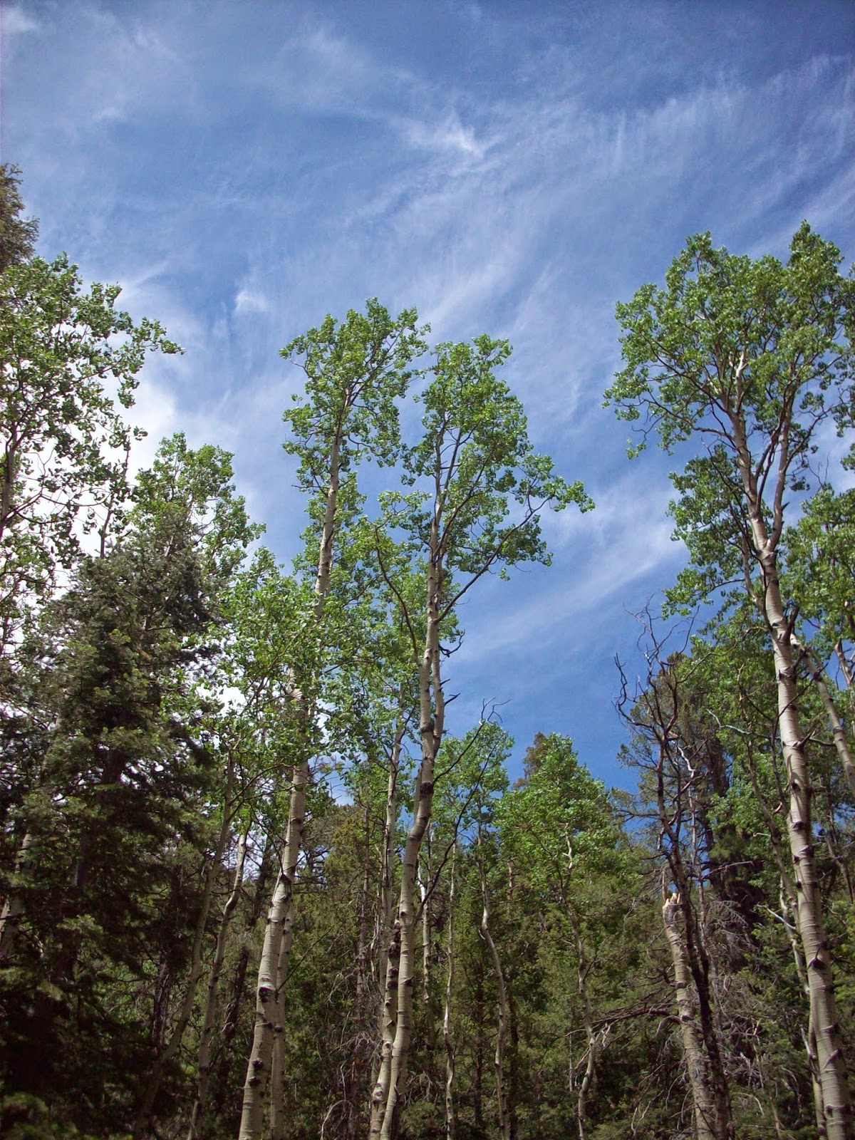 Southern New Mexico Explorer: Three Rivers Revisited-Lincoln National ...