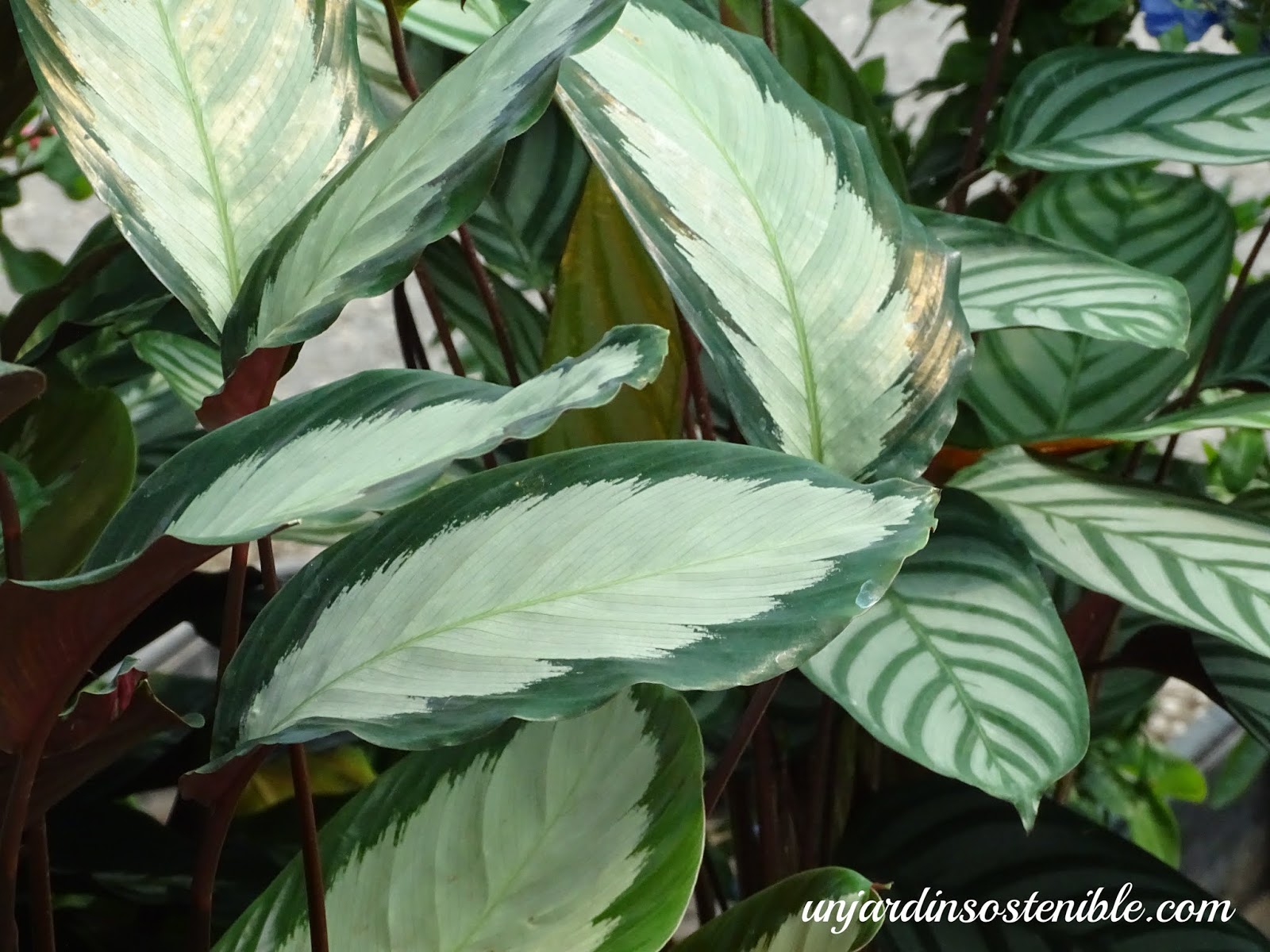 Calathea sp (Calatea)
