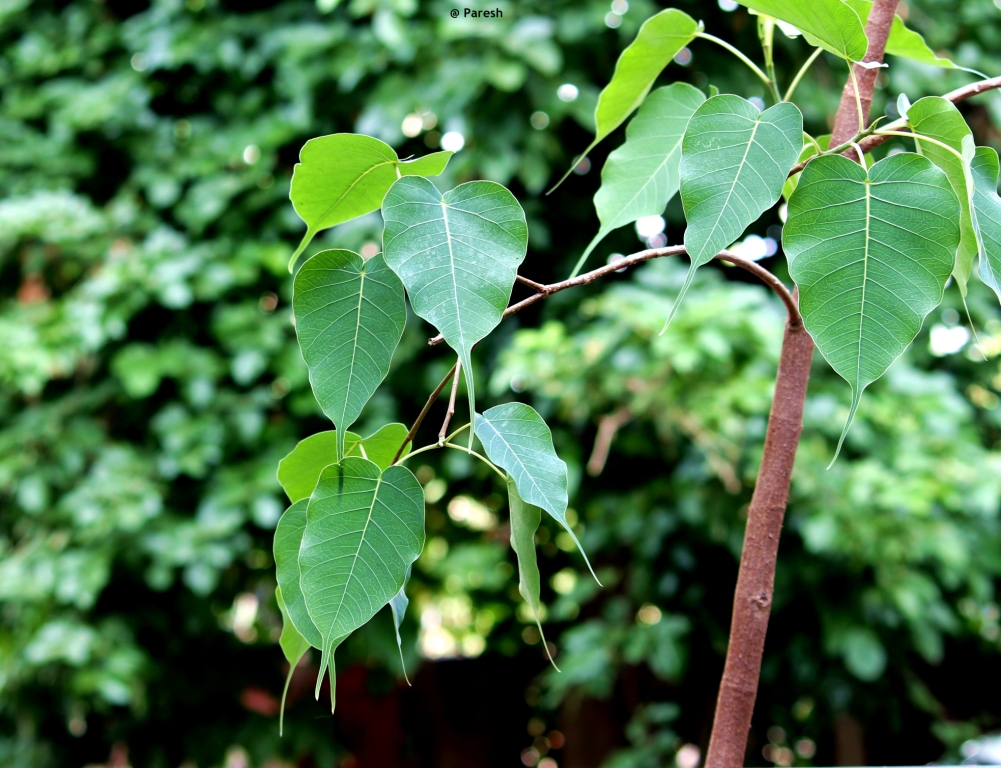 Gifting Trees...: The People's Tree!