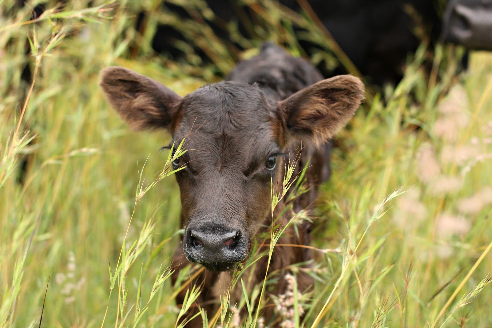 Marigold & Peggy / Say Little Hen