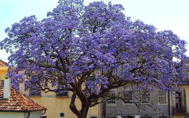 EXPANDIENDO LA CONSCIENCIA: KIRI, EL ÁRBOL QUE PUEDE AYUDAR CONTRA EL ...