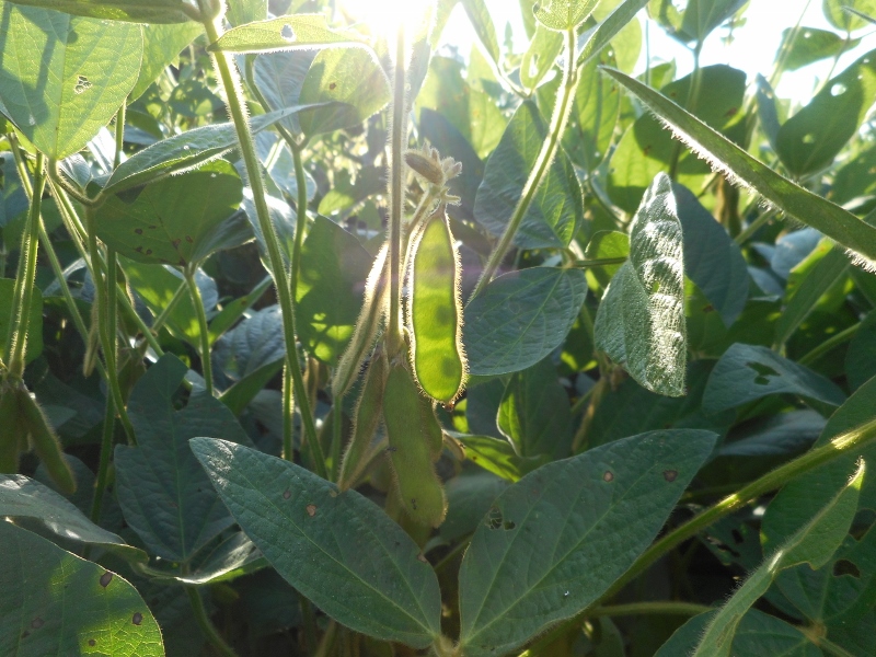 Crops, Cows and Kids: Filling pods