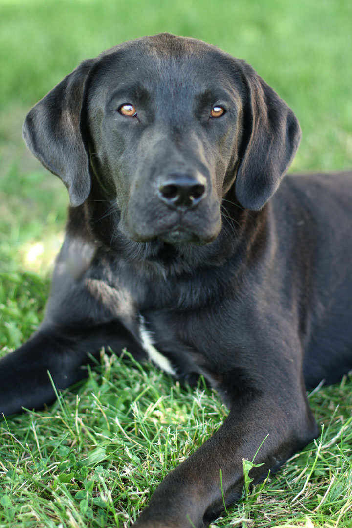 Jimmy - Black Labrador Retriever