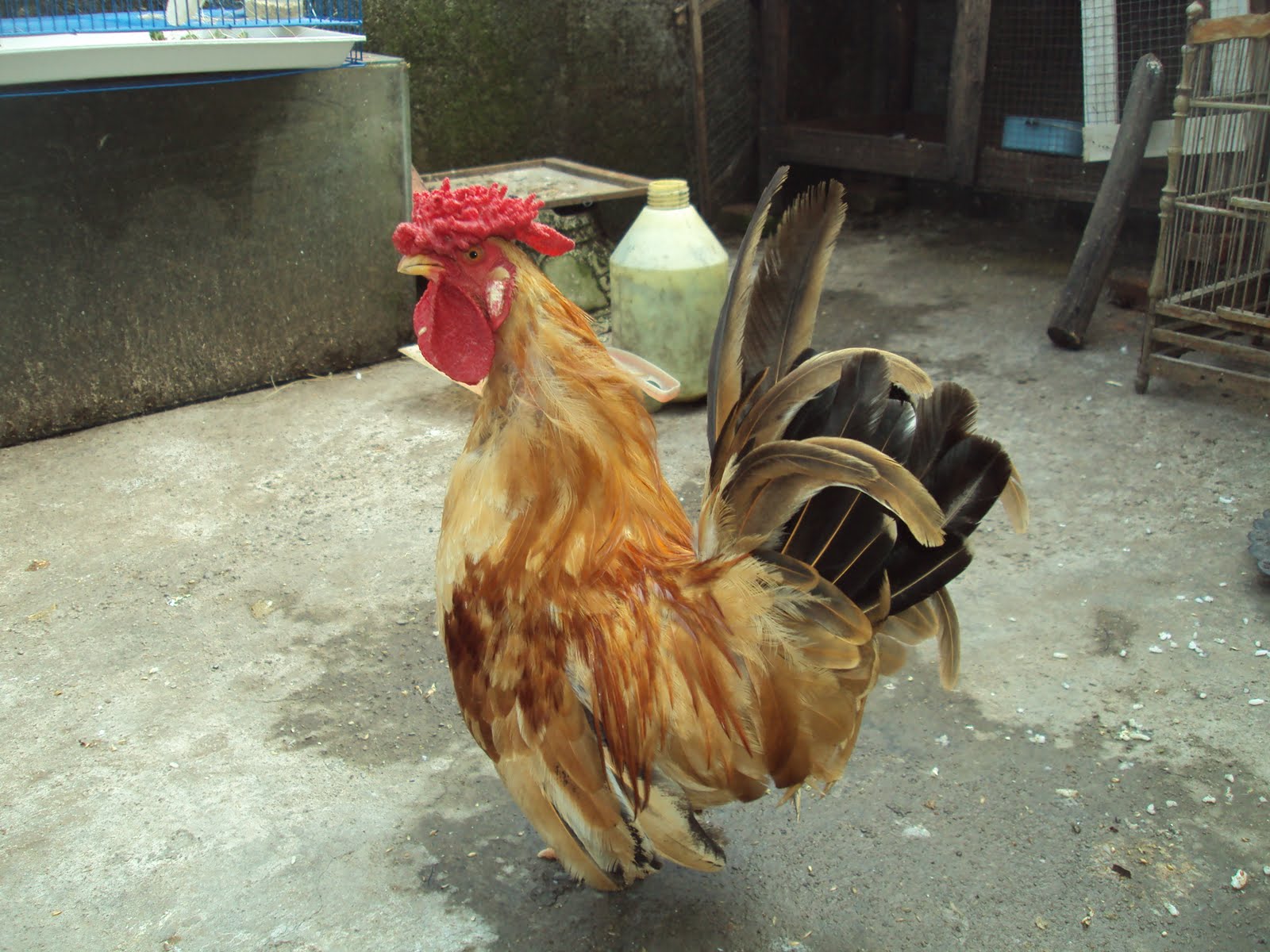 toko bagong farm: ayam kate emas jengger mawar