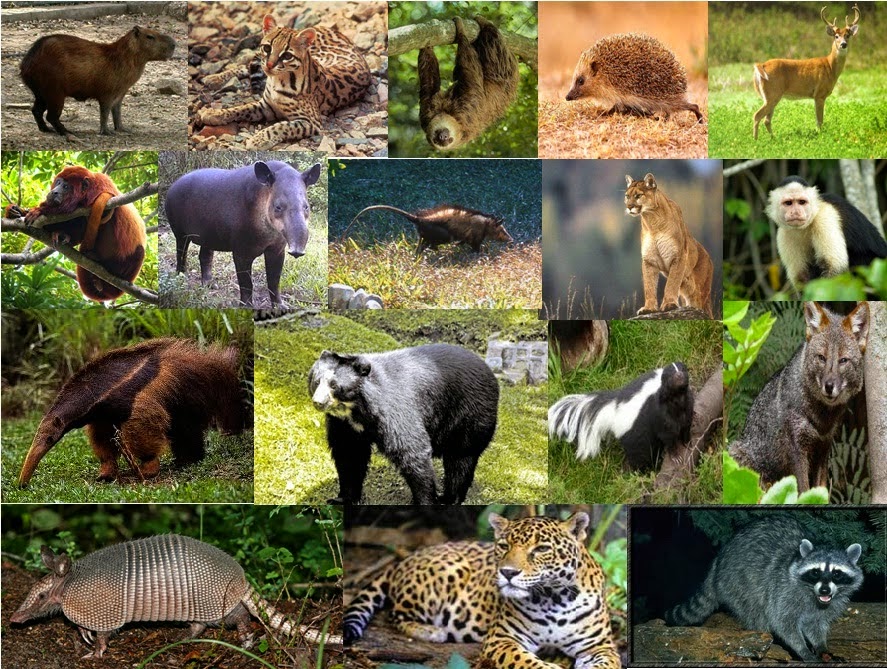 Fauna del Ecuador: Los Mamíferos