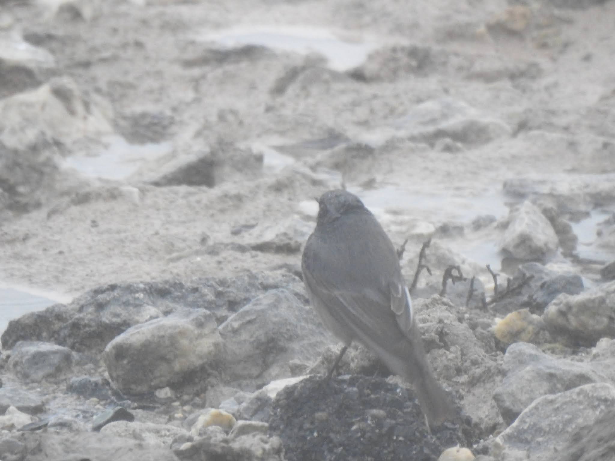 PASARI DIN ROMANIA: CODROS DE MUNTE (2), Phoenicurus ochruros