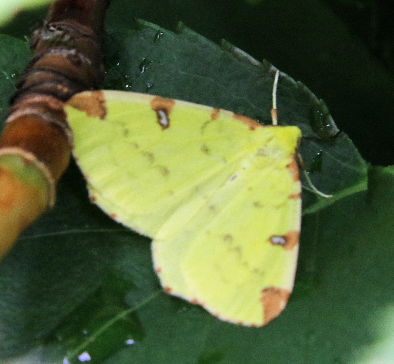 Birding with Flowers: June Moths