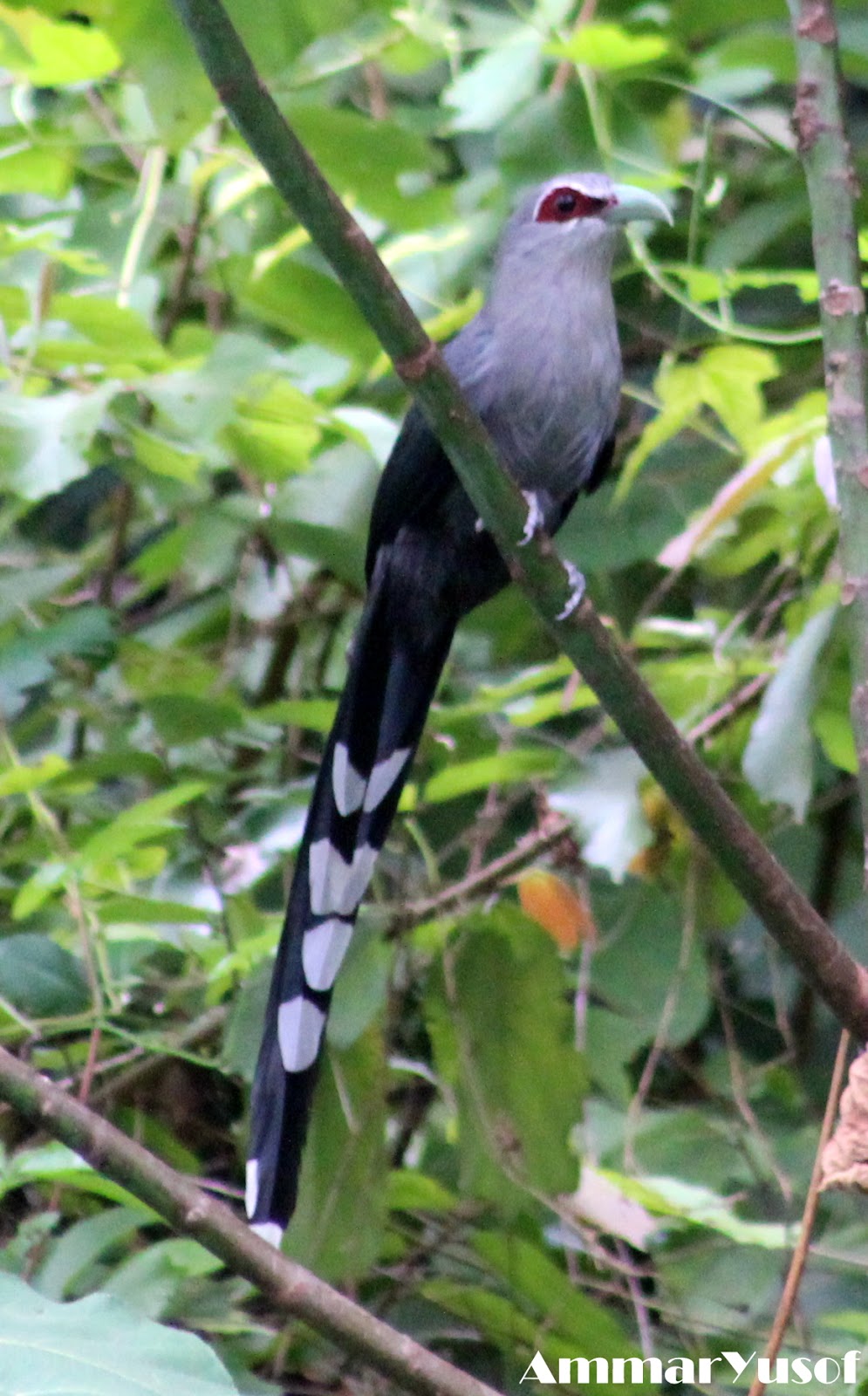 BIRDS OF MALAYSIA™ | ★ | : Green-billed Malkoha (Rhopodytes tristis)