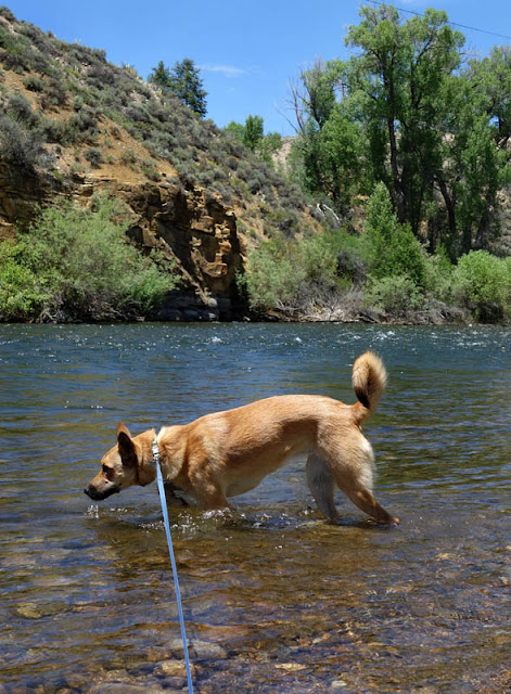 Summer Wanderings, 2013: River Dogs!